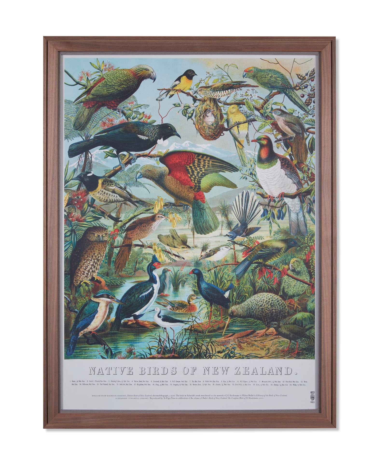 Native Birds of New Zealand Framed Print – Papakura Picture Framers